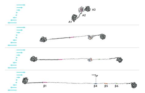 Molecular View Of The A1a2a3 Construct Under Shear Sequence Of