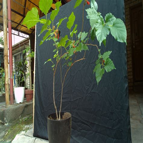 Mulberry Dataset 2 Object Detection Model By Th01