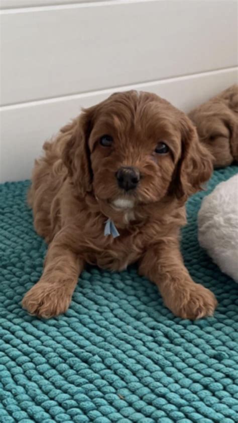 My Boy Blazer Rcavapoo