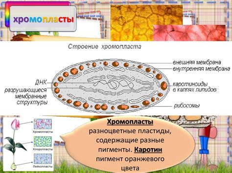 Растительная клетка - презентация онлайн