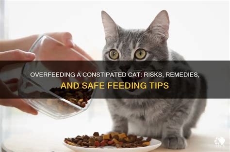 Overfeeding A Constipated Cat Risks Remedies And Safe Feeding Tips
