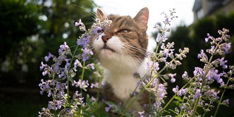 Why Do Cats Like Catnip Harmony Animal Hospital