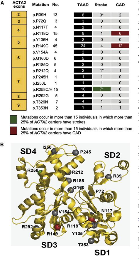 Figure 1 From Mutations In Smooth Muscle Alpha Actin Acta2 Cause