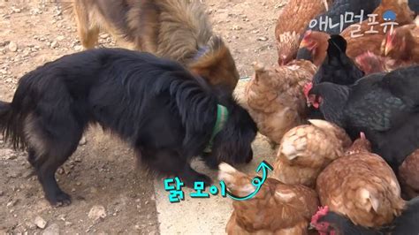 🐔닭과 🐶개가 친구라고요 어렸을 때부터 함께 지내 먹이도 나눠 먹는 산골 친구ㅋㅋ Kbs 생생정보 200217 방송 Youtube