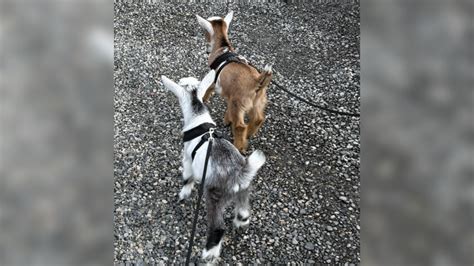Vancouver's Orchards Feed seeks help finding stolen baby goats, rabbit