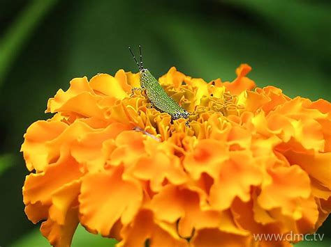 ดอกไม้กับตั๊กแตน รูปภาพดอกไม้สวยๆ