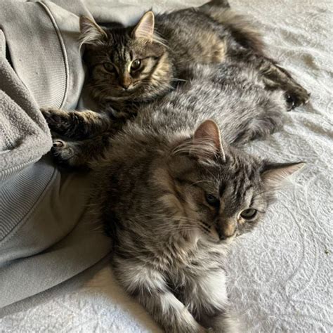 Catherine And Diana 🌹 Female Domestic Medium Hair X Domestic Short Hair