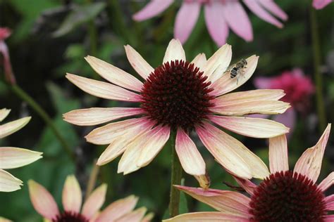 Эхинацея пурпурная Evening Glow Echinacea Evening Glow - купить сорт в ...