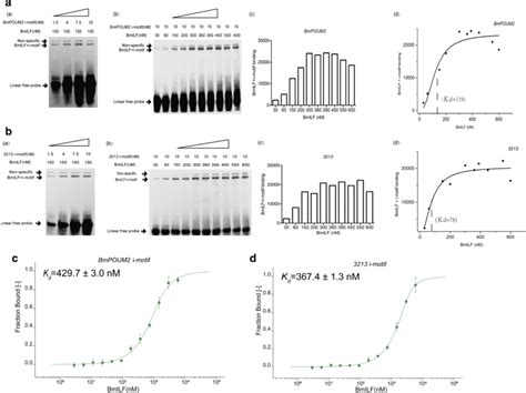 The Binding Affinity Of Bmilf To I Motif Structures Emsa For The