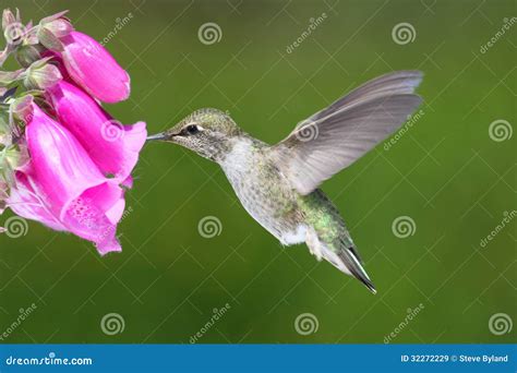 Annas Hummingbird Calypte Anna Royalty Free Stock Image