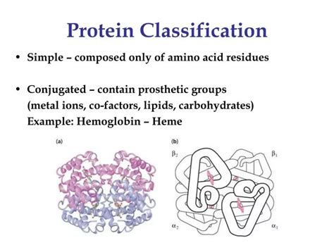 Ppt Protein Structure Primary Powerpoint Presentation