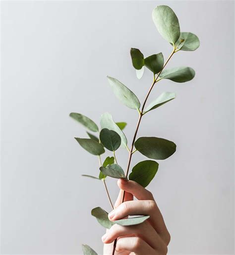 Lyocell Fiber What Is It António Salgado