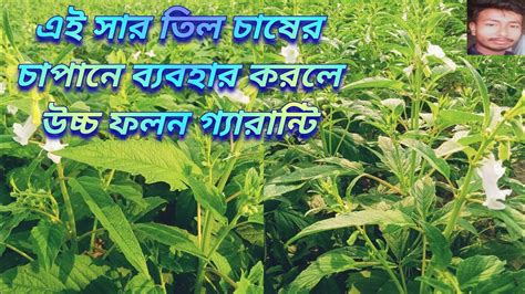 এই সর তল চষর চপন বযবহর করল উচচ ফলন গযরনট তল চষ চপন সর পরযগ তল চষ