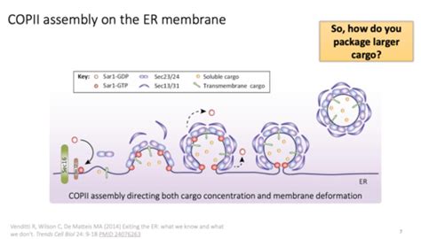 Organisation Of Intracellular Traffic Secretory Pathway Flashcards