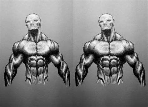 Narrow Vs Wide Structure How To Draw Muscle Definition Shading