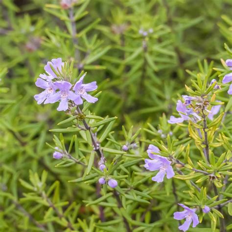 Wynyabbie Gem Westringia Hardy Year Round Flowering Shrub Nursery