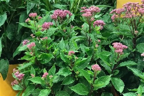 Eupatorium Euphoria Ruby 1c Country Arbors Nursery
