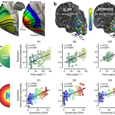 Opposing Transcriptomic Gradients Explain Orthogonal Maps In Human