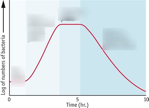 Diagram Of Bacterial Growth Quizlet