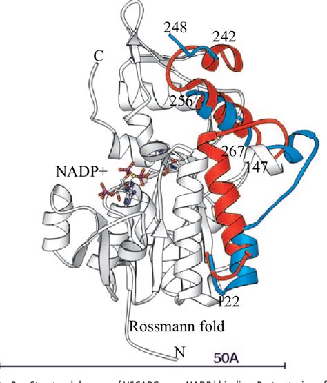 Figure 2 From Restructuring Of The Dinucleotide Binding Fold In An Nadp