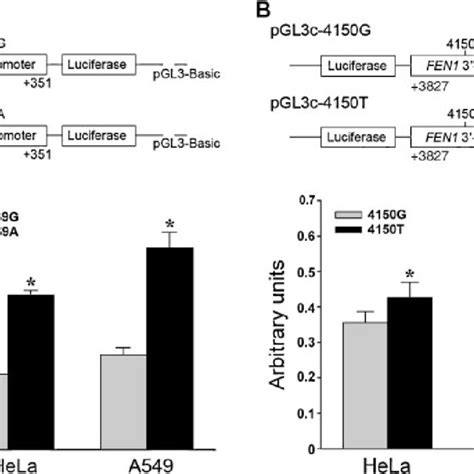 Transient Luciferase Reporter Gene Expression Assays With Constructs
