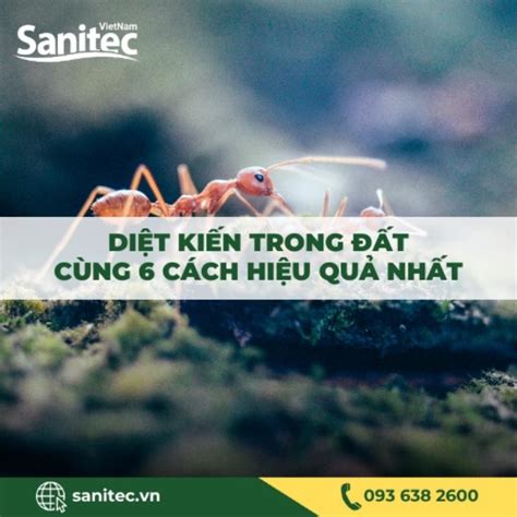 Cách Diệt Kiến Lửa Trong Vườn Tận Gốc An Toàn Hiệu Quả Nhất