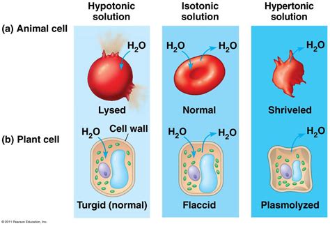 This Diagram Shows The Effects Of Hypotonic Isotonic And Hypertonic