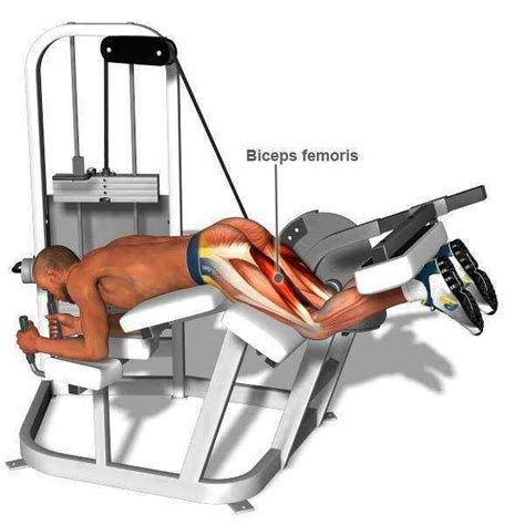 Lying Hamstring Curl Machine