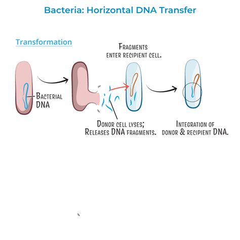 Immunology Microbiology Glossary Bacterial Horizontal Dna Transfer