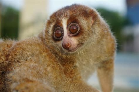 Small Monkey With Big Eyes