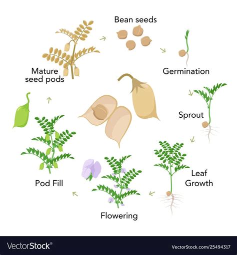 Chickpea Plant Growth Stages Royalty Free Vector Vectorstock