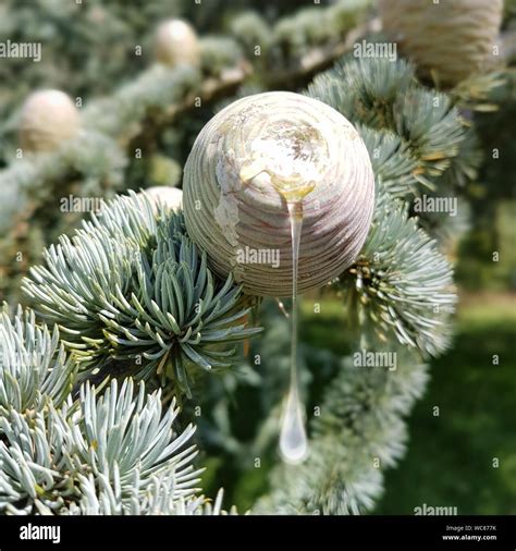 Tree Sap On Pine Tree Hi Res Stock Photography And Images Alamy