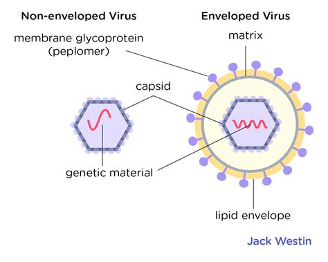 General Structural Characteristics Nucleic Acid And Protein Enveloped And Nonenveloped Virus
