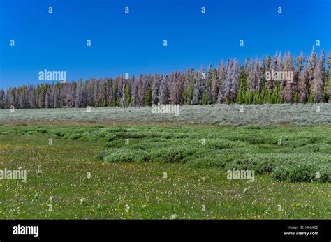 Mountain Pine Beetle Dendroctonus Ponderosae Killed Whitebark Pine