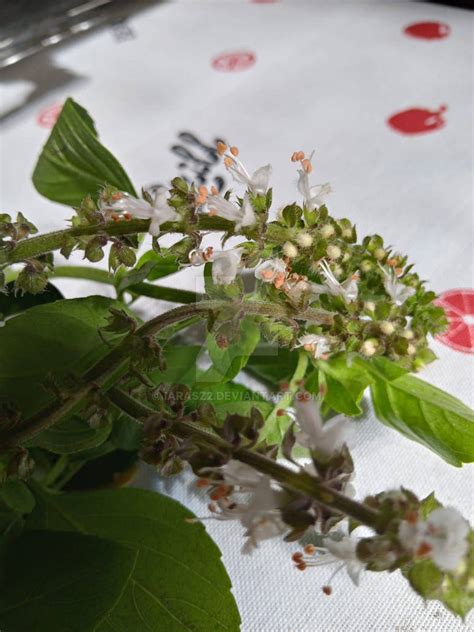 Flowering Basil By Iarasz2 On Deviantart