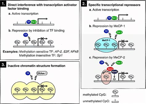 Dna Methylation And Transcription Repression The Relation Between Dna Download Scientific