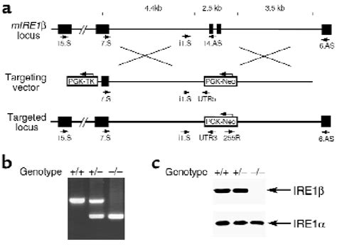 An Induced Mutation In The Murine Ire1β Locus A Structure Of The