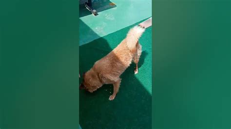 오늘은날도덥고해서~강아지목욕하는날♡♡ Youtube