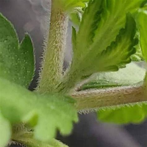 Custom Breeder And Strain Bubba Kush Grow Journal By Dayhiker1969