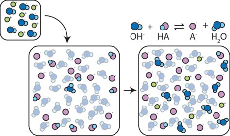 How Does Buffer Solution Work In Chemistry Ella Scholten Coiffure