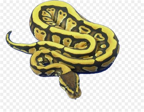 Clipart Python 10 Free Cliparts Download Images On Clipground 2025