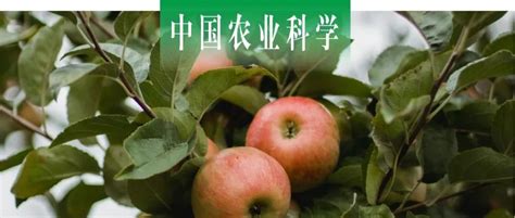 中国农业科学 中国农业科学院郑州果树研究所阎振立课题组利用转录组分析筛选调控苹果分枝能力的关键基因 Book学术