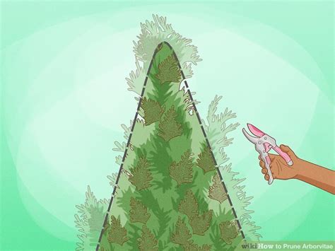 3 Ways To Prune Arborvitae WikiHow