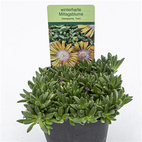 Delosperma Twini Kakteen Gautschi