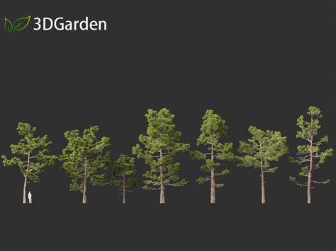 Pinus Pinaster Maritime Pine 3d Model 3dgardenplants