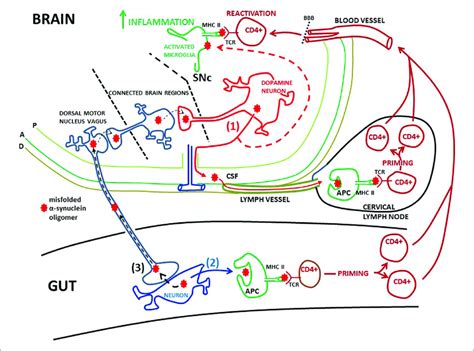 Possible Peripheral Sites Of α Synuclein Induced Activation Of Download Scientific Diagram