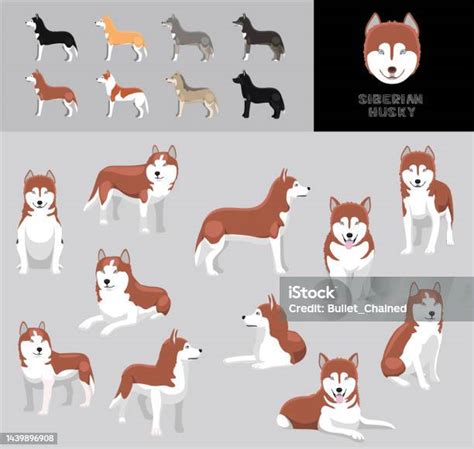 개 시베리안 허스키 레드 코트 만화 벡터 일러스트 레이 션 색상 변형 세트 허스키에 대한 스톡 벡터 아트 및 기타 이미지