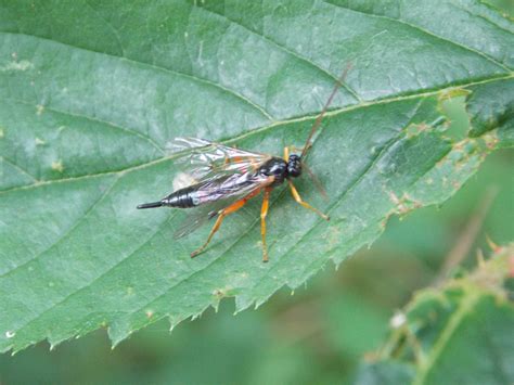 Pimpla Rufipes British Nature Guide