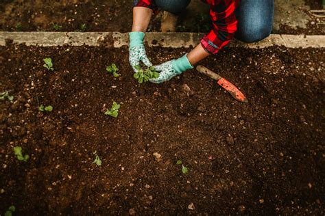 가정 원예 간 건강한 생활 경작 녹색 녹색 엄지 손가락 녹지 농업 농업 경제학 농업 장비 농작물 농촌의 뒤뜰 땅 모종삽 묘목 봄 뿌리 덮개