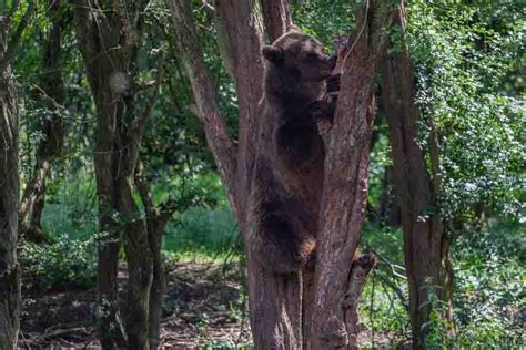Can Grizzly Bears Climb Trees Or Are They Too Big